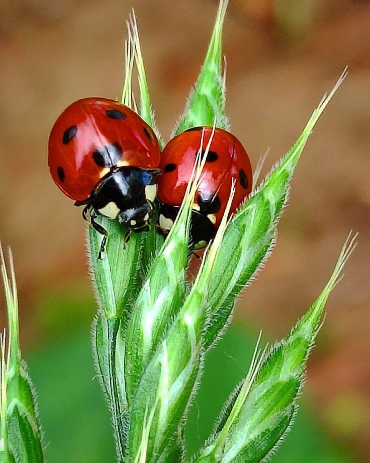 COCCINELLES